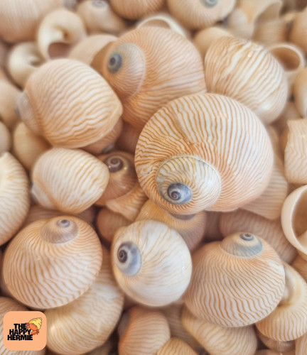 Natica Lineata Shell S/M | The Happy Hermie