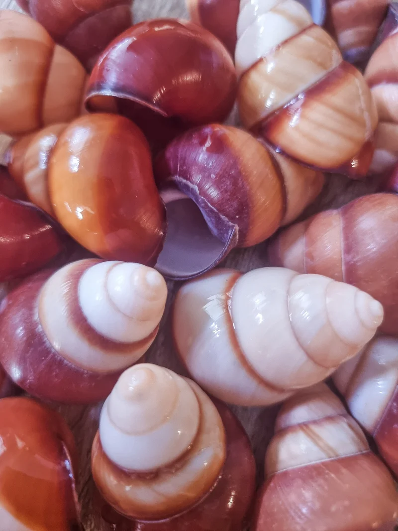 Shop | The Happy Hermie 4/10