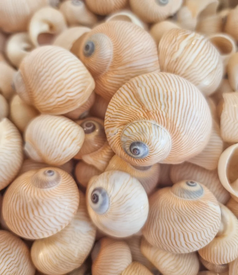 Natica Lineata Shell S/M | The Happy Hermie