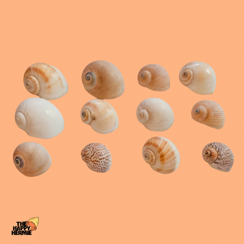Bulk D Shaped Shell Opening 12 Pack S/M/L | The Happy Hermie