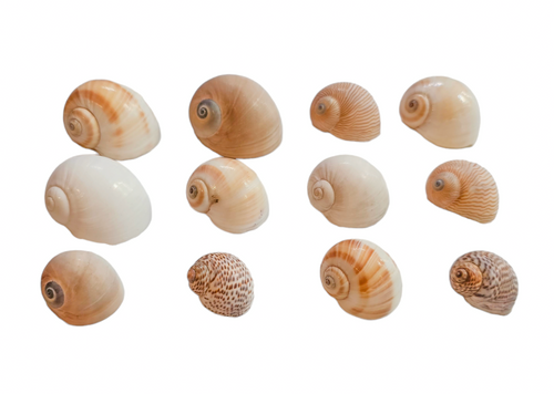 Bulk D Shaped Shell Opening Packs S/M/L | The Happy Hermie