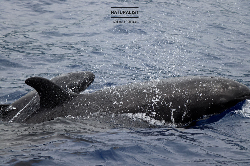 False killer whale | Falsa orca - Pseudorca crassidens