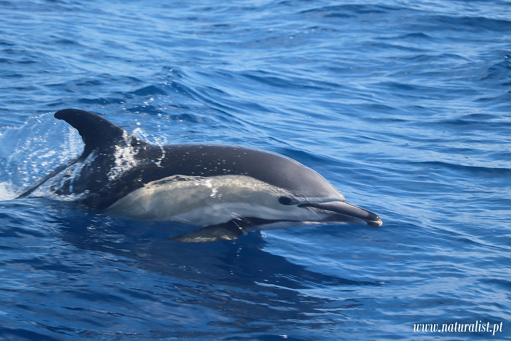Common dolphin | Golfinho comum - Delphinus delphis