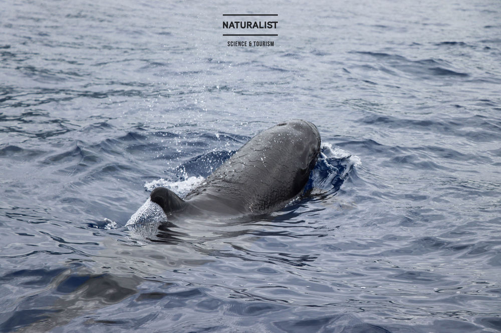 False killer whale | Falsa orca - Pseudorca crassidens