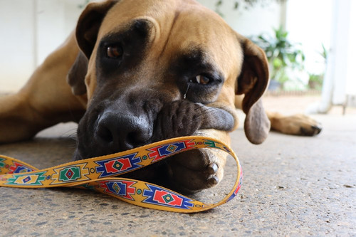 All Products | Woofa