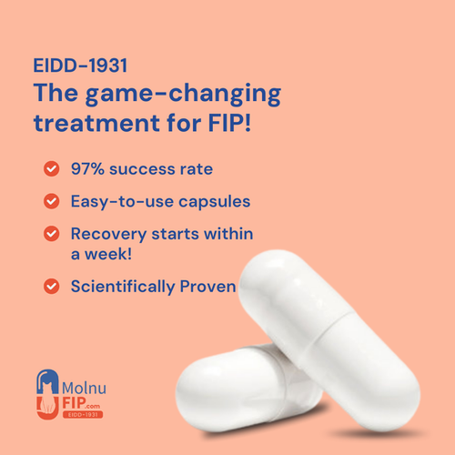 EIDD-1931, 60 capsule pack | Basmi FIP India