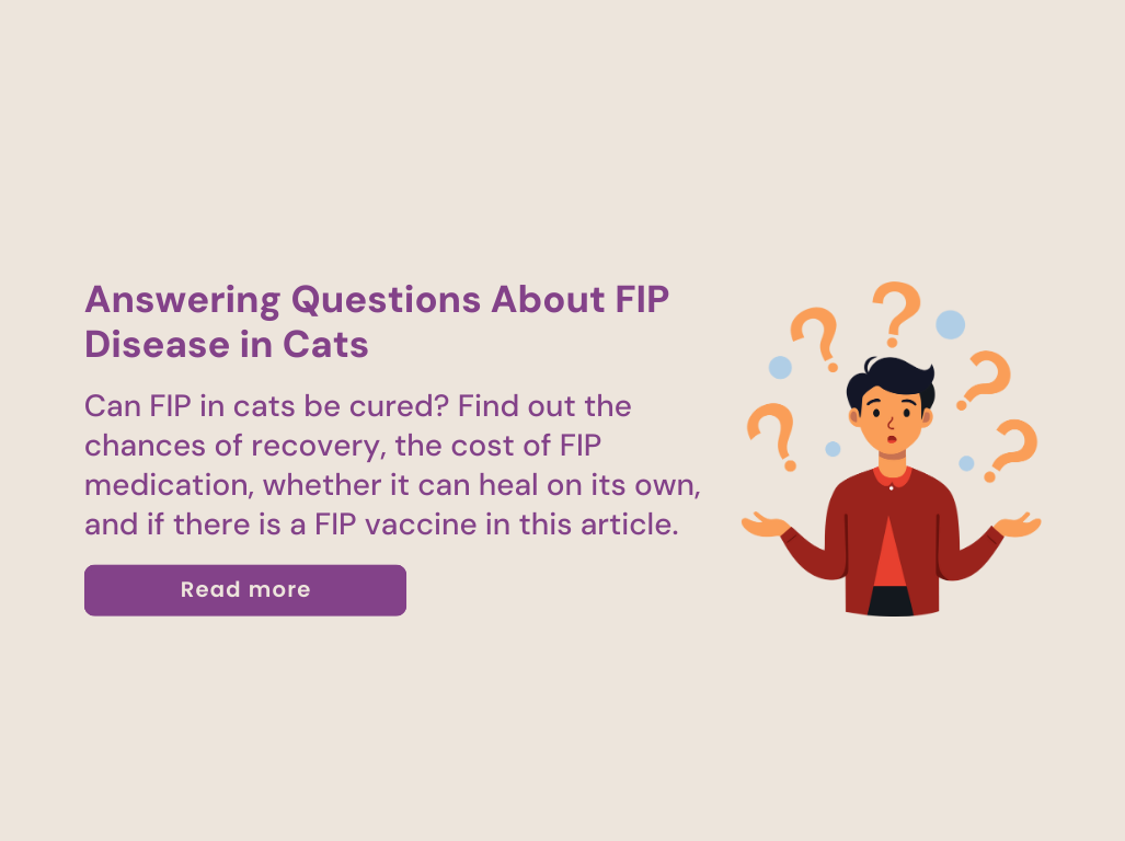 FIP Treatment, FIP Cat Survival, FIPCure, and FIP Vaccine: A Complete Guide