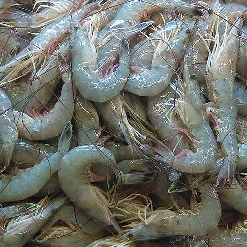 Head On Fresh Wild NC Shrimp (PLACE ORDER) | Hilltop Seafood Site