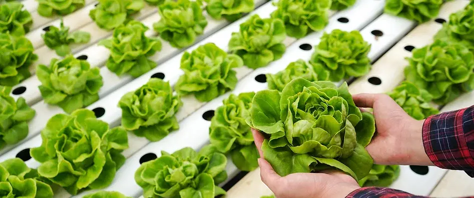 Research: Environmental case for vertical farming strengthens as study ...