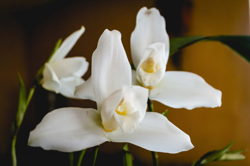 Learning about the national flower of Guatemala, the Monja Blanca