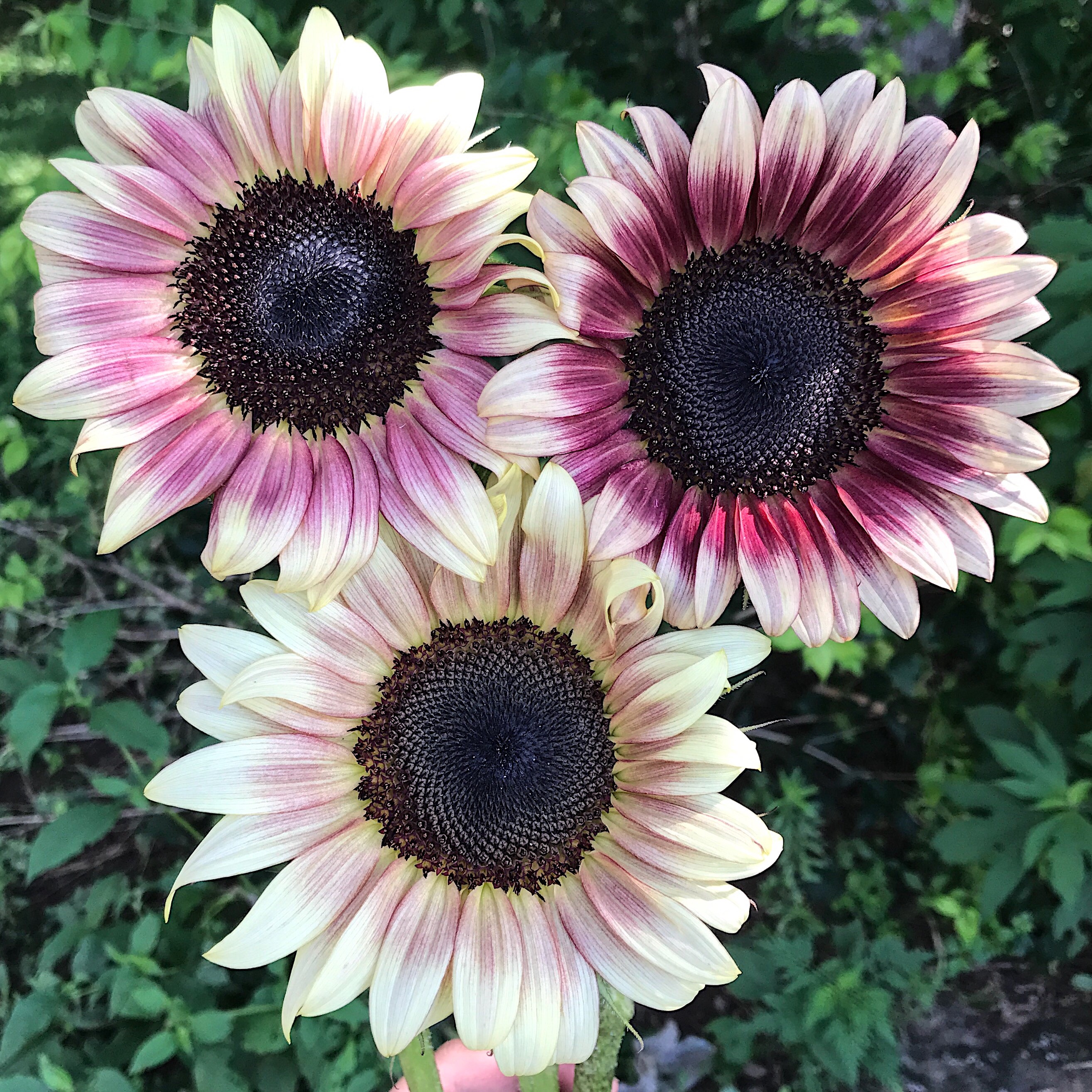 Bouquet Subscription | agape