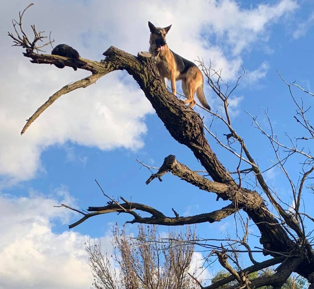 Un perro quedó atrapado en la cima de un árbol mientras perseguía a un ...