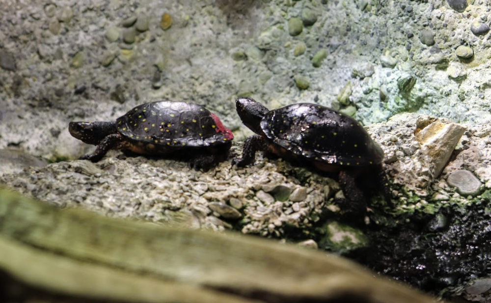 Two Little Turtles Traveling Together!