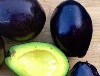 Joey Avocado | S&S Plants Direct LL