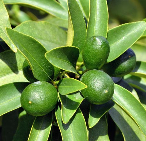 Thornless Key Lime | S&S Plants Direct LL