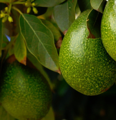 Lila Avocado | S&S Plants Direct LL