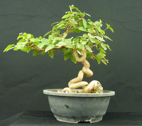 Carpe - Carpinus Coreana | Centro Bonsái