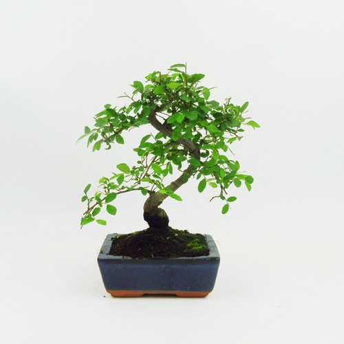 Olmo Chino - Ulmus Parvifolia | Centro Bonsái