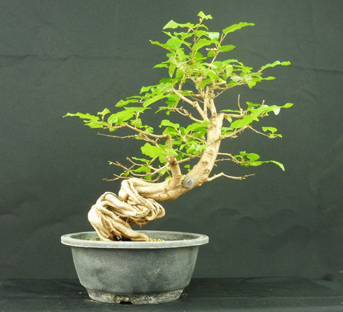 Carpe - Carpinus Coreana | Centro Bonsái