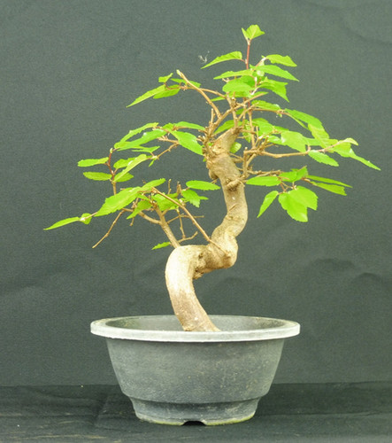 Carpe - Carpinus Coreana | Centro Bonsái