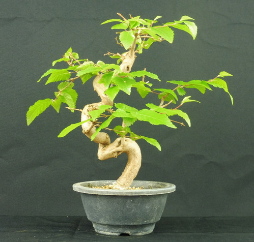 Carpe - Carpinus Coreana | Centro Bonsái