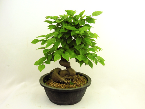 Carpe - Carpinus Coreana | Centro Bonsái