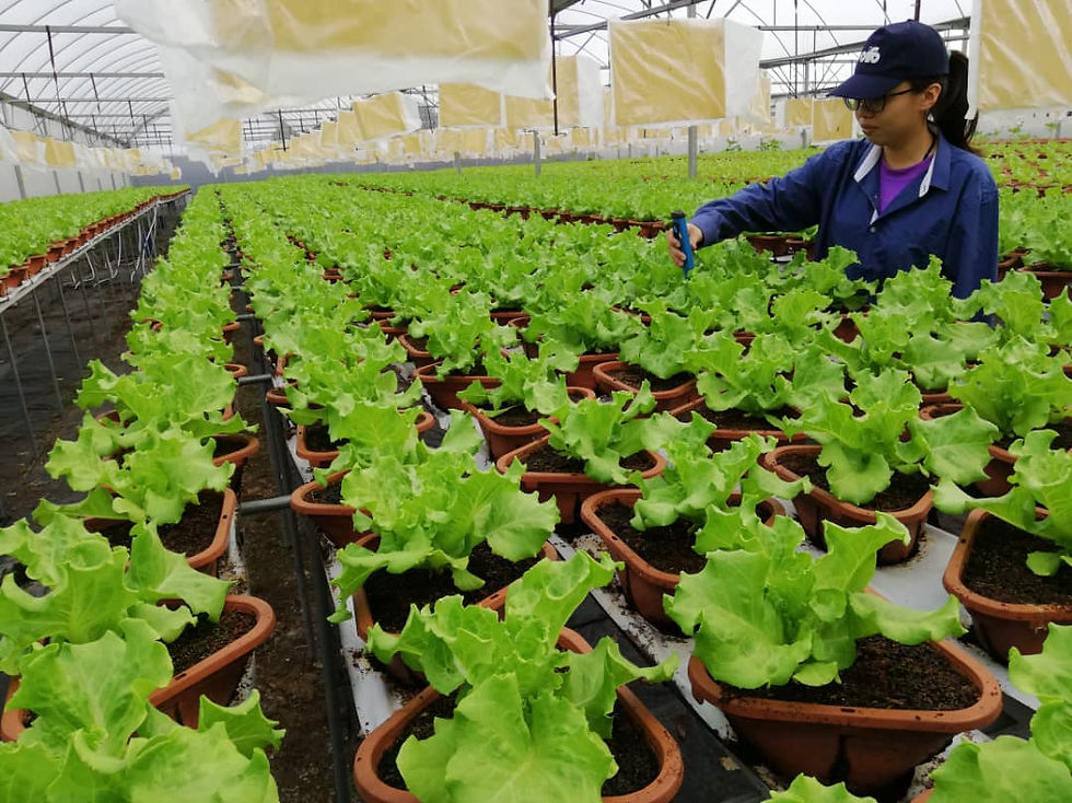 Vegetables | Deli Fresh Zero Pesticides Vegetables | Perak