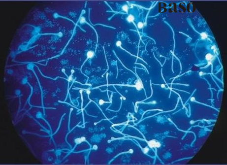 Fungal fluorescence stain | indolabarthamedika