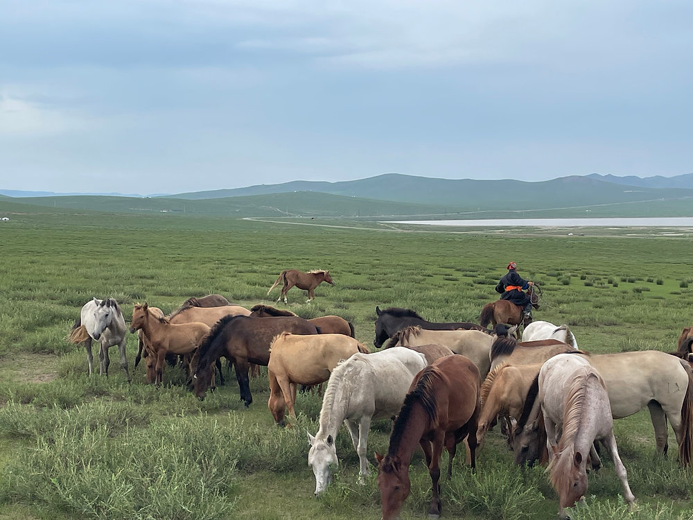 My First Weeks on a Mongolian Farm