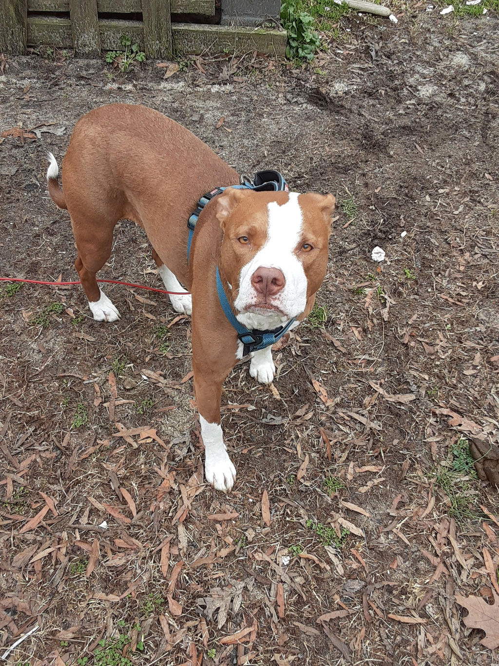 Adoptable Pets | Heart of the Foothills Animal Rescue | NC