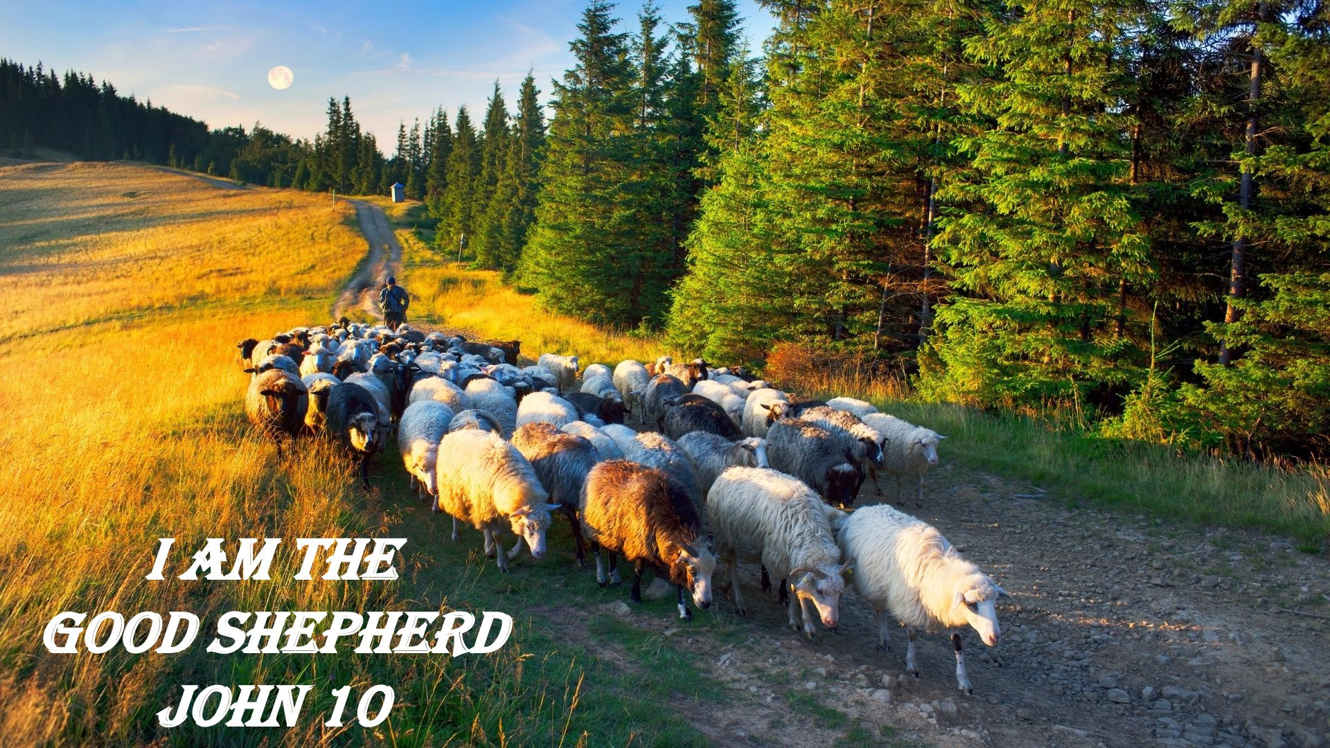 I Am The Good Shepherd