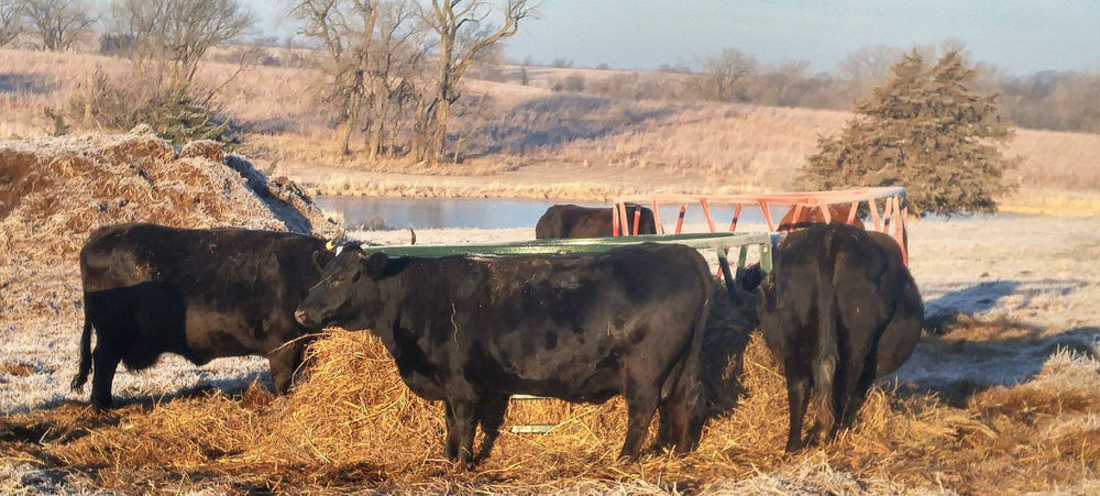 “There they are. Go look at’em.” Purebred Livestock Breeding a Life