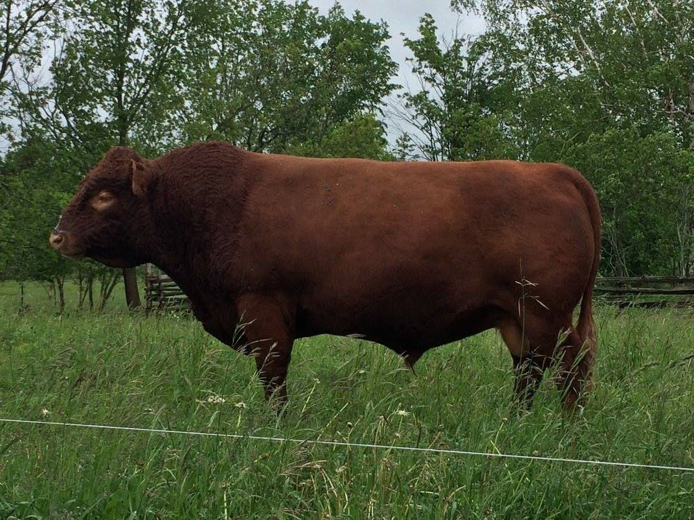 “There they are. Go look at’em.” Purebred Livestock Breeding a Life