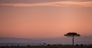 Sentinel Mara Camp | East Africa Safari Camp