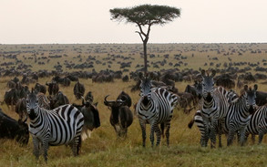 Sentinel Mara Camp | East Africa Safari Camp