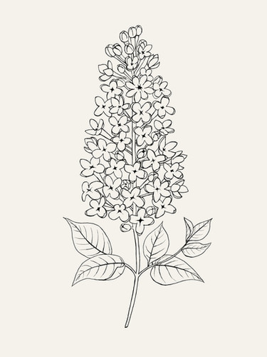 Lilac (Original Drawing) | Rachel Yurkovich Art