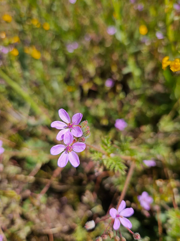 Home | Mary Lemasters Tahir