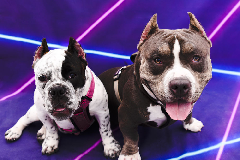 80s/90s Style Doggy Year Book Photos | Monroe Farm Market Charity Event ...