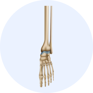 The Foot & Ankle Center