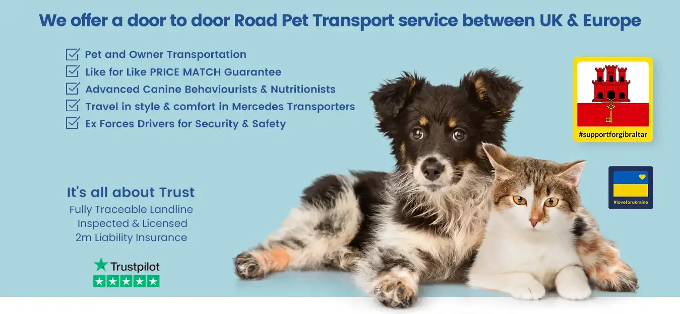 Pet Transport Service | Dog & Cat Transportation - Exec Pets