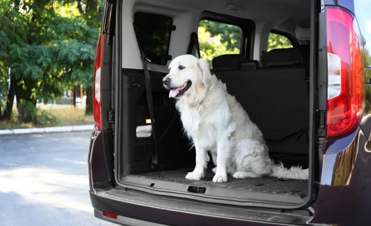 What to Know Before Transporting Dogs in Cars to Spain?