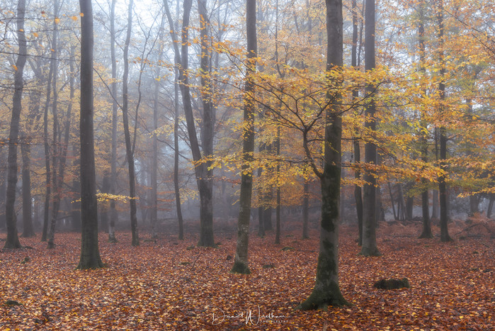 Daniel Wretham Photography | New Forest Landscape Photography