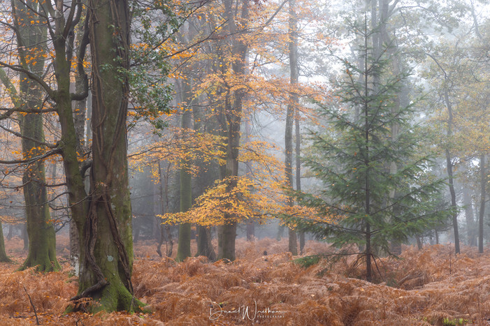 Daniel Wretham Photography | New Forest Landscape Photography