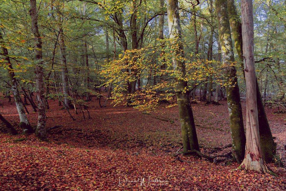 Daniel Wretham Photography - Latest Images