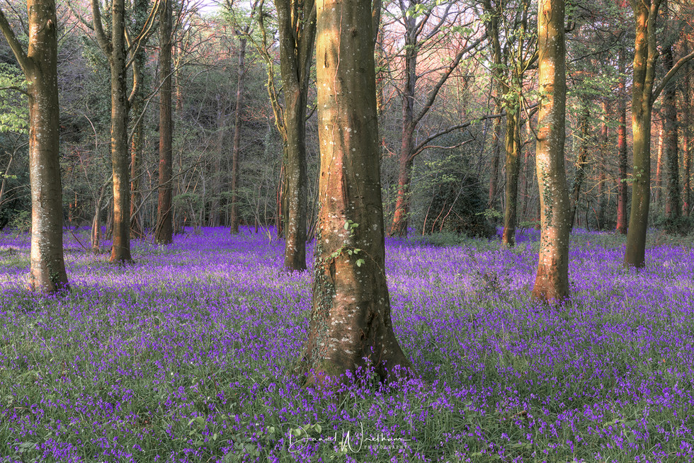 Daniel Wretham Photography - Latest Images