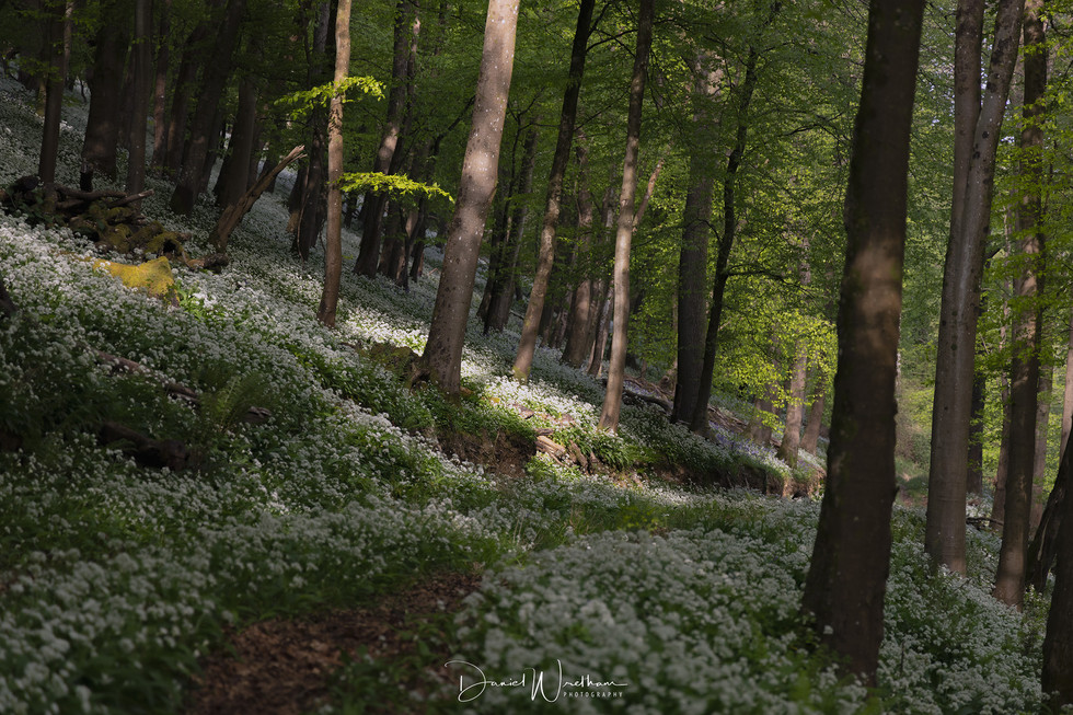 Daniel Wretham Photography - Latest Images