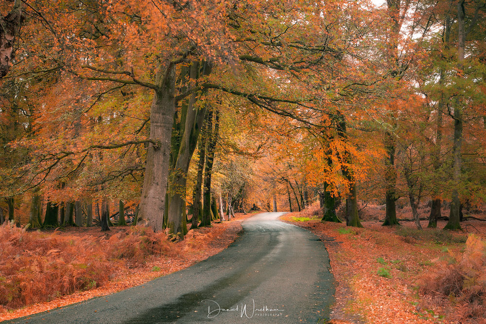 Photographing The New Forest