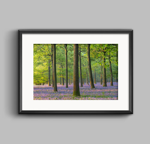 PRINT - The Perfect Forest | danielwretham