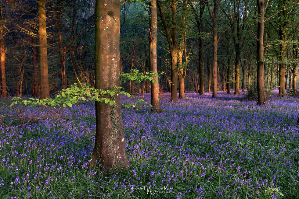 Daniel Wretham Photography - Latest Images