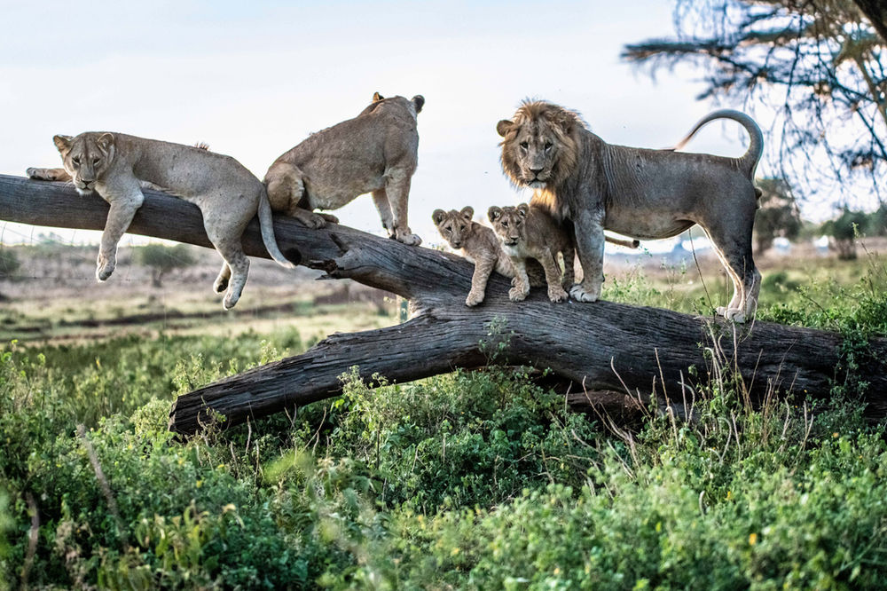 Lewa Conservancy - Kenya